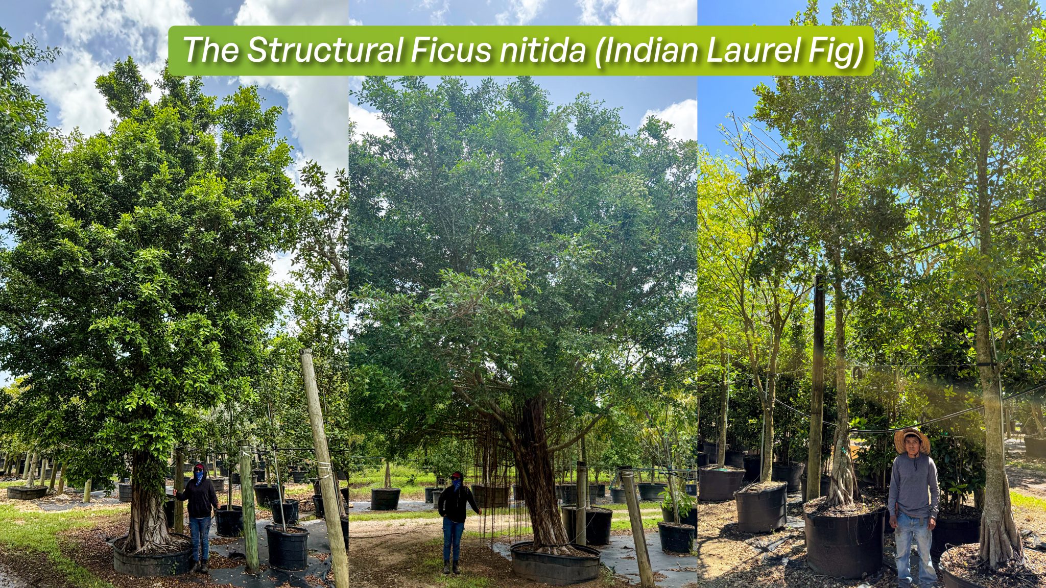 What Are Aerial Roots? Tree Examples | TreeWorld Wholesale