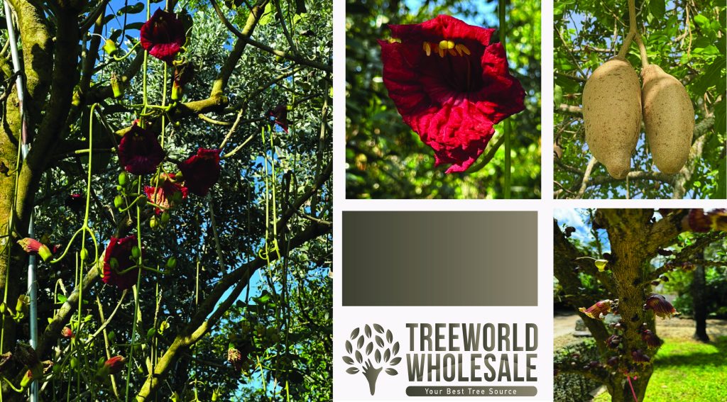 African Tree Species & Names | Treeworld Wholesale