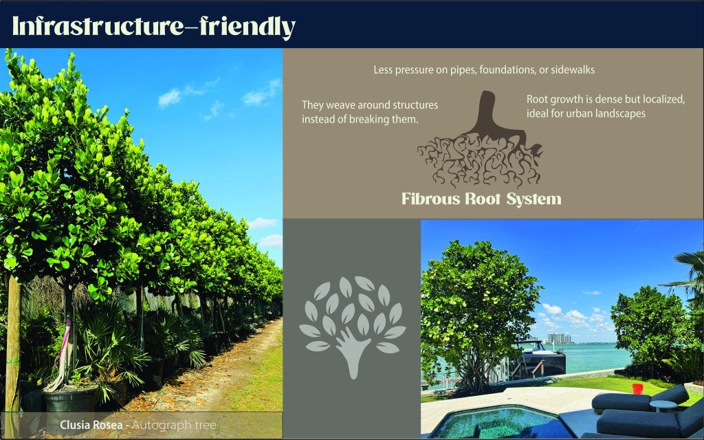 Tree Root System: Types | TreeWorld Wholesale