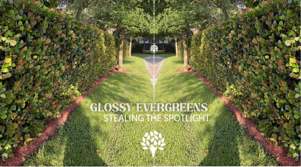 Glossy Evergreen Trees With Glossy Leaves | TreeWorld Wholesale