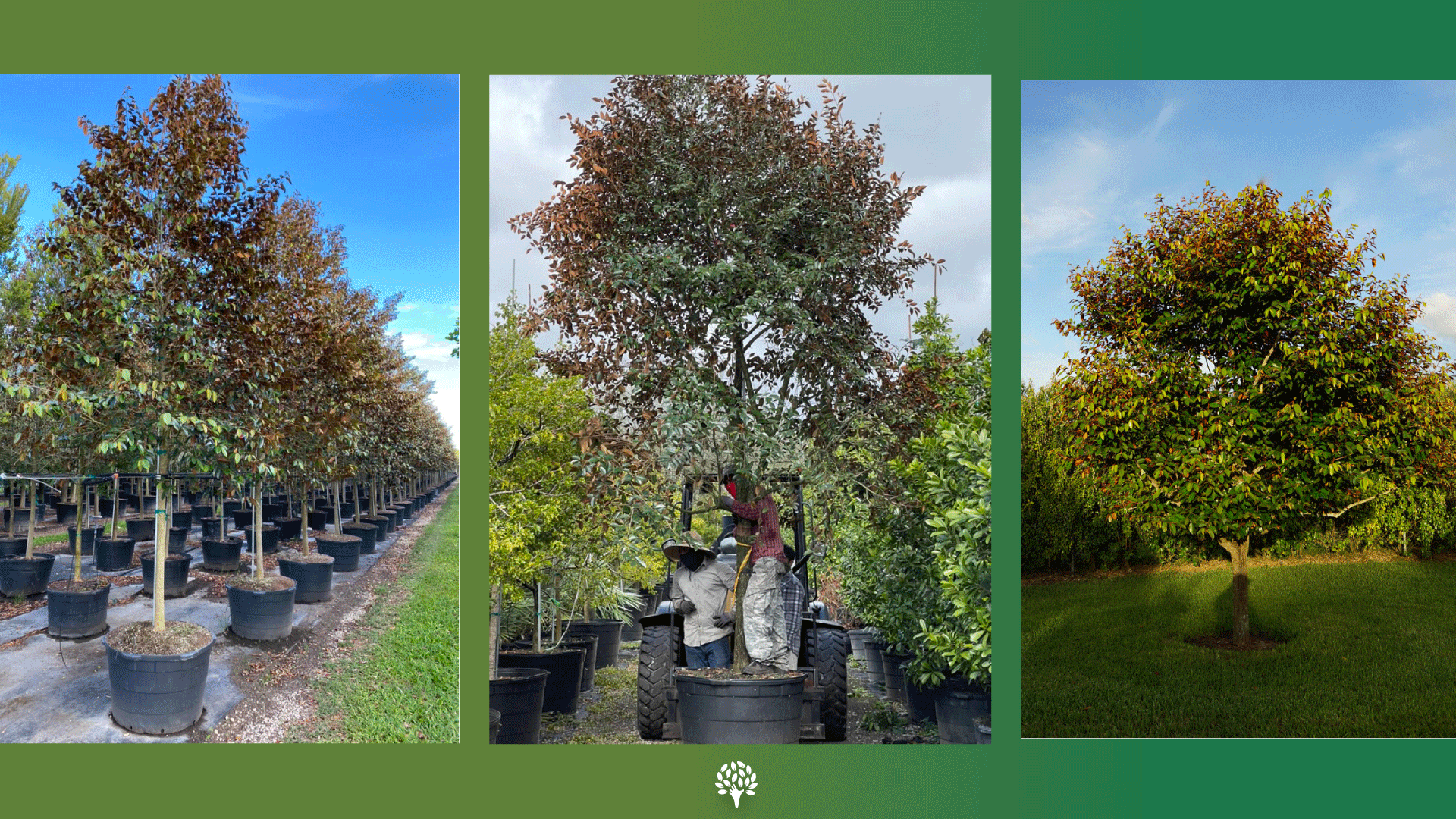 Trees with Two-Tone Leaves: in Florida | TreeWorld Wholesale