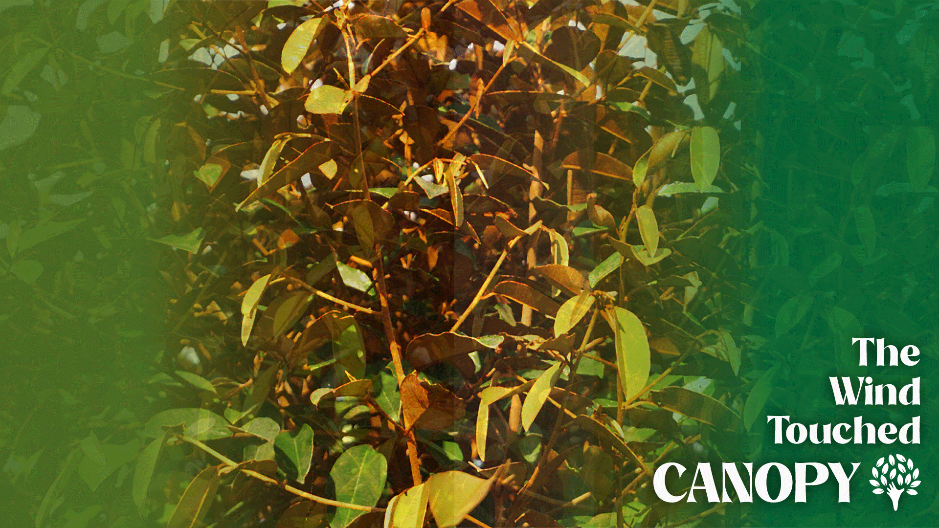 Trees with Two-Tone Leaves: in Florida | TreeWorld Wholesale