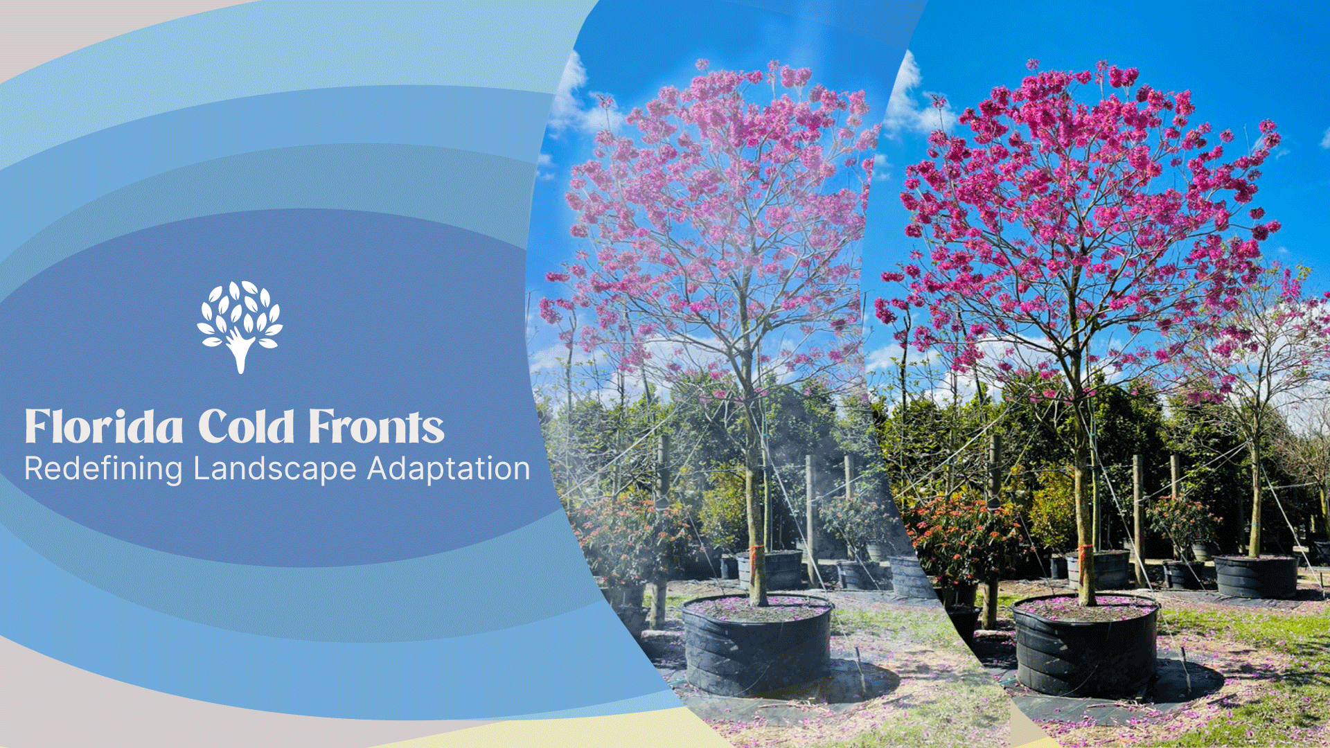 Florida Cold Front 2026: How it Front Affects Your Landscape ...