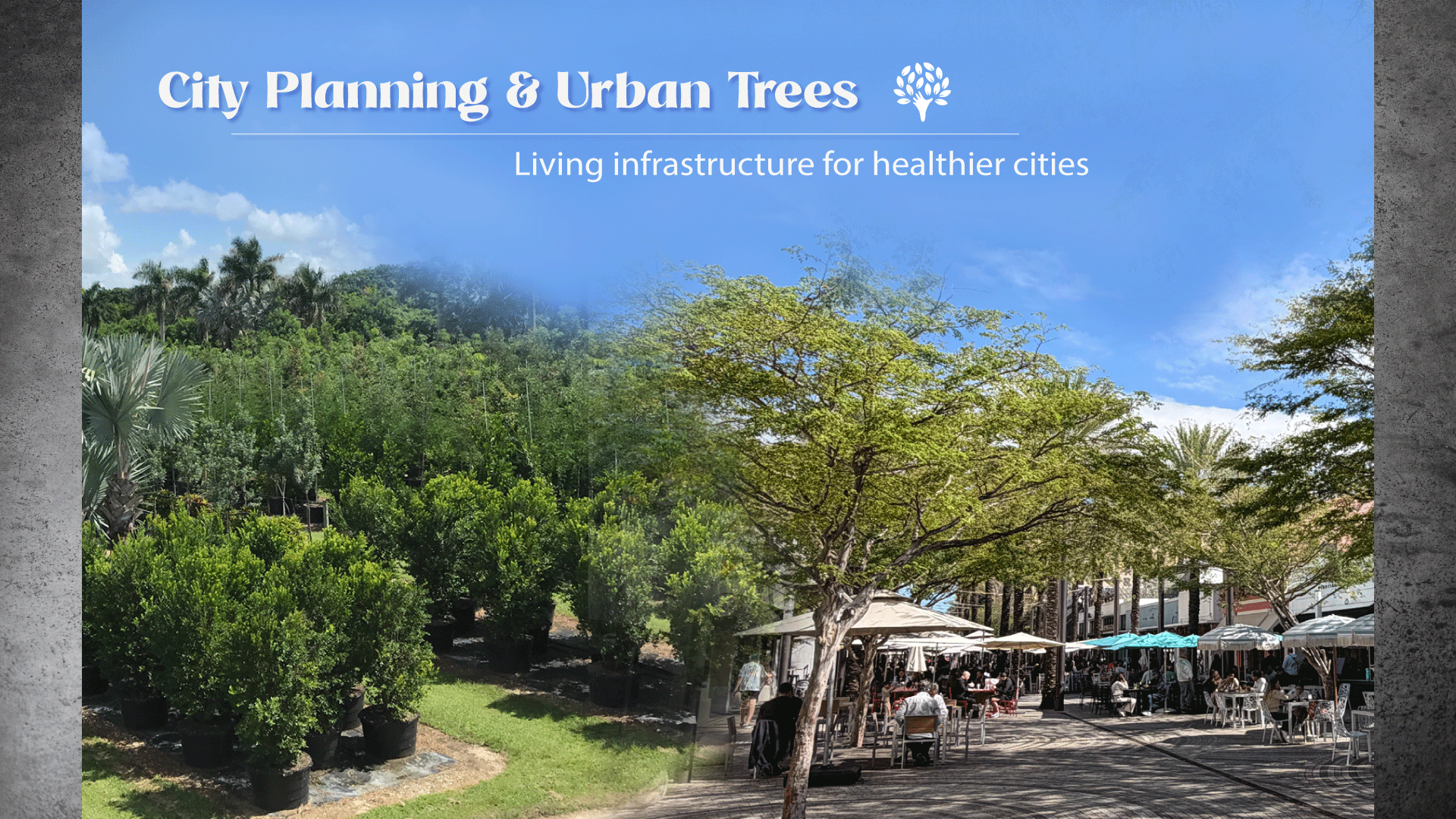Urban Trees: Landscape & Benefits | TreeWorld Wholesale